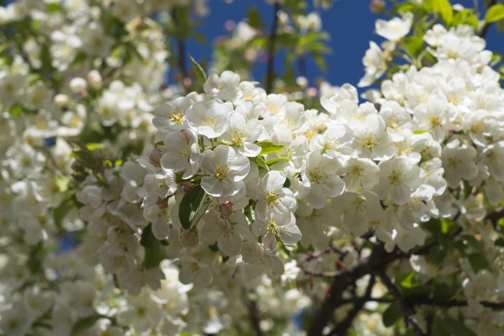 » Shoulder Fun Facts