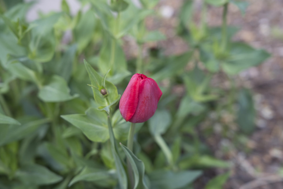 » Shoulder Fun Facts